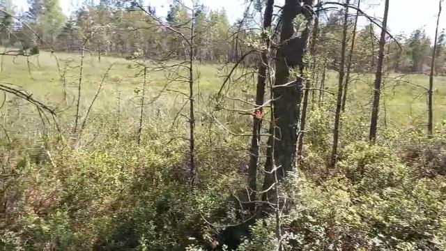 По узкоколейке на Белое озеро.