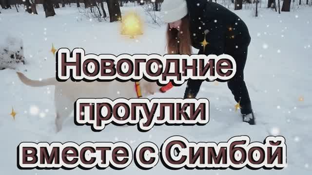 Новогодние прогулки вместе с Симбой 1 часть