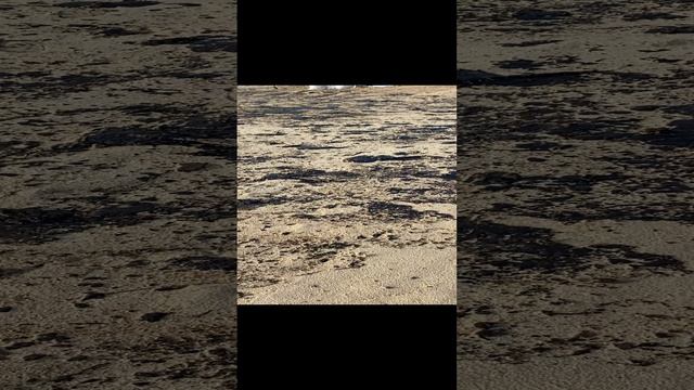 Экологическая катастрофа в Анапе. Так выглядит пляж.