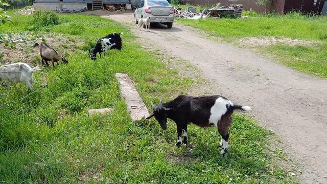 Козы в Белозерске