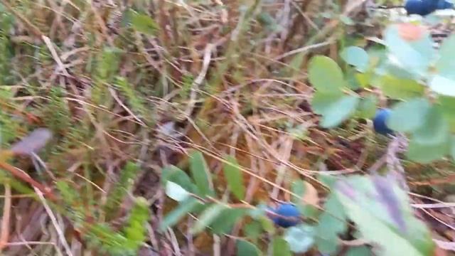 прогулка по лесу 31.07.21