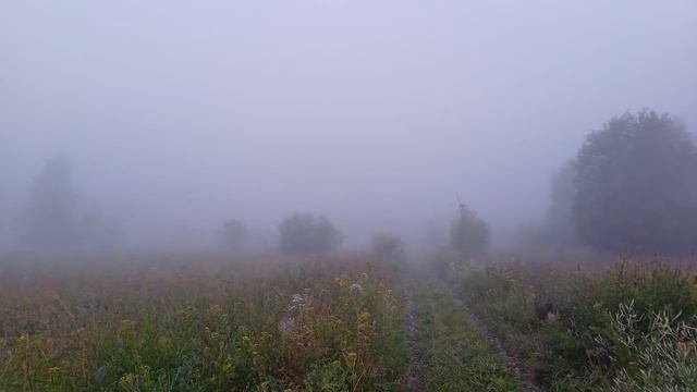 Сильный туман в лесу