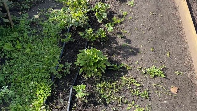 У нас новая затея! Не можем остановиться! Проблема с дроном. Грядки готовы. Кузя улетел на 73 м!