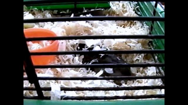 2010.06 - Хомяк на балконе