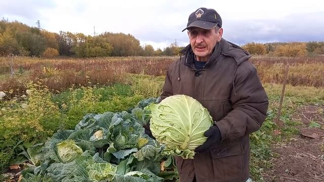 Вот такая капуста растёт у Белого моря.