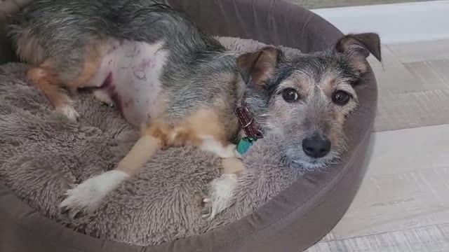 Хантер, алабай-донор сдаёт кровь для " Леди"