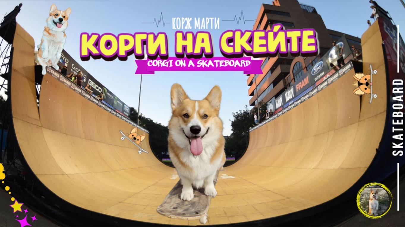 Корги на скейте. Corgi on a skateboard