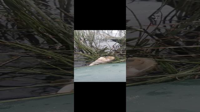 13.08.2023, Московская область, Рузский муниципальный округ, дер. Константиново, ловля щуки.