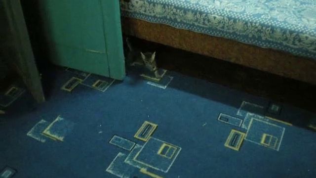 2010.08 - Котенок Кыся