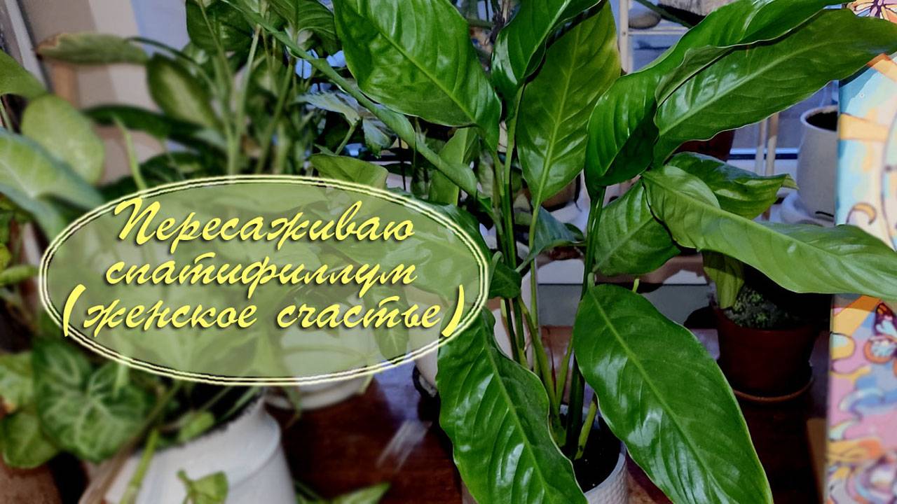 Пересадка спатифиллума (женское счастье) / Цветы дома, январь 2025