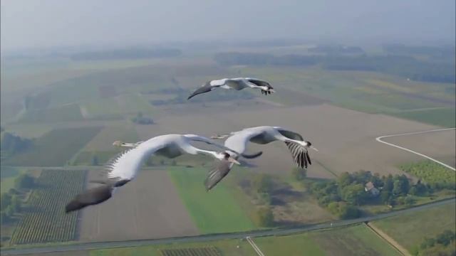 Станислав Бартенев - ЖУРАВЛИ