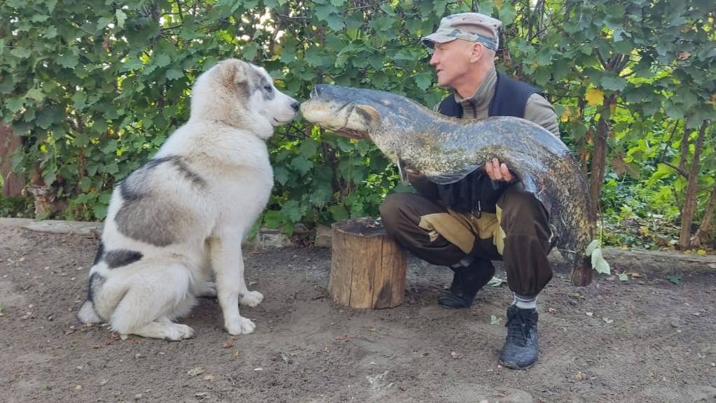 Подводная охота на Волге. Трофейный сом.