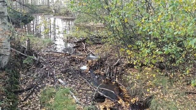 2021.09.18 - ручей в лесу