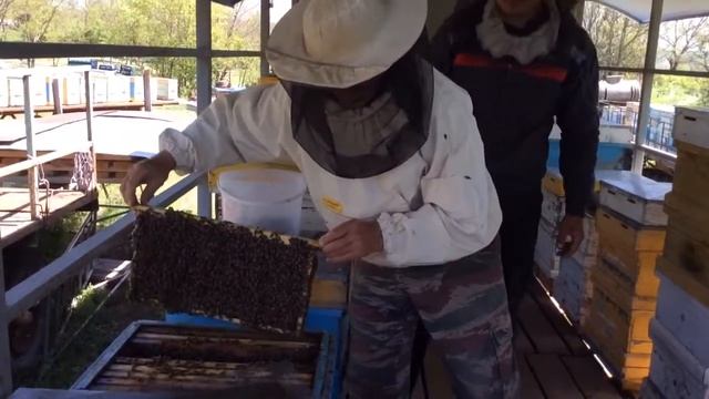 Отбор пчел для заселения нуклеусов  видео Романа Величко