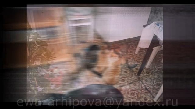 Золотая свадьба за 1 день. Заказ на видеомонтаж