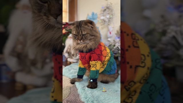 Со Старым Новым годом!🎄😻 #старыйновыйгод #котики #юмор