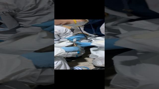 Чистка клюва Чомги