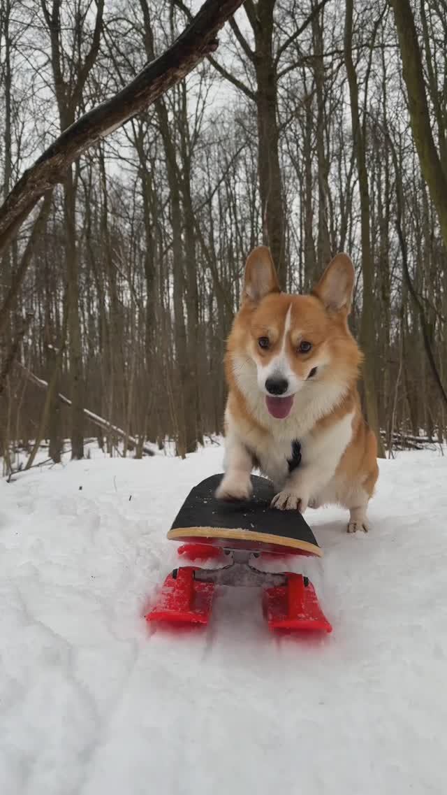 Корги на зимнем скейте❄️ #коржмарти #корги #коргинаскейте #юмор #corgi #dog #funny #animals