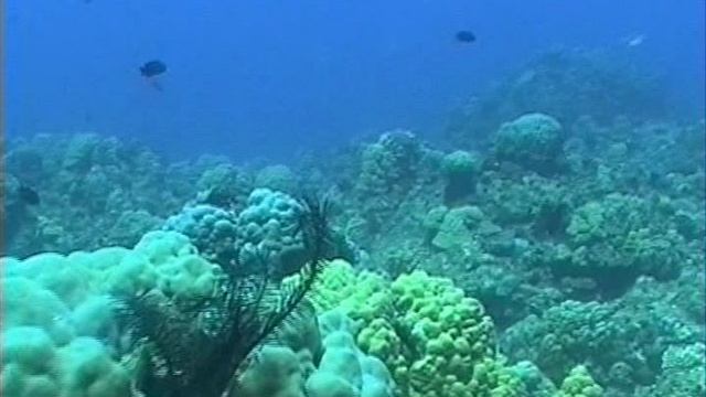 Вануату подводные