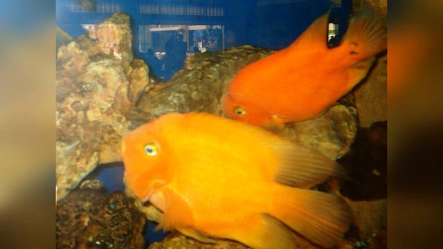 Моя первая заграница! 2009 год Турция Аланья 3 часть. Отдых в Турции