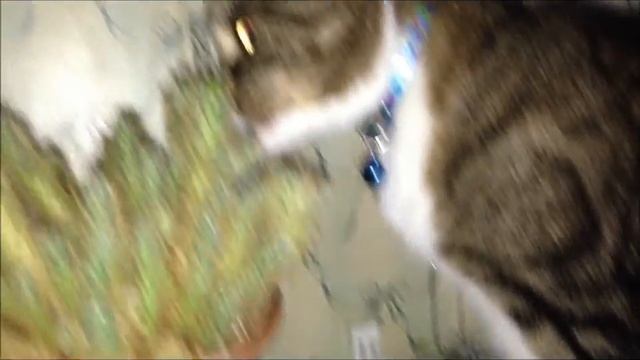 Кот ест кактус