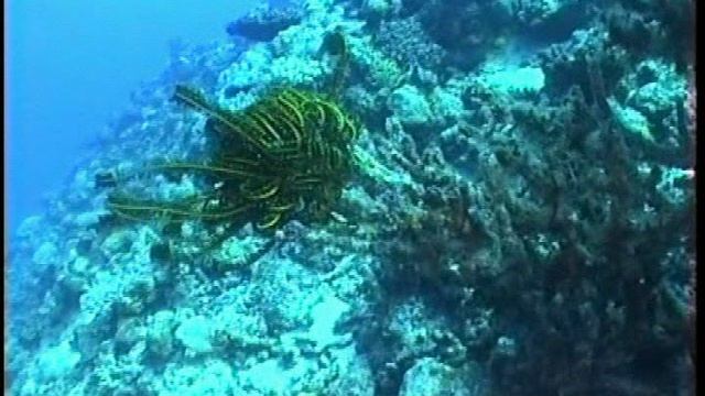 Вануату. Острова Рова