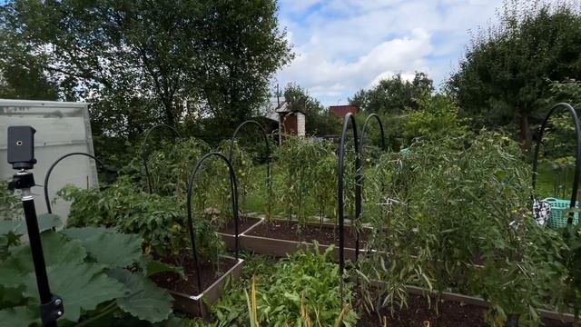 Как я спасала помидоры. "Зонтики" для томатов от дождей