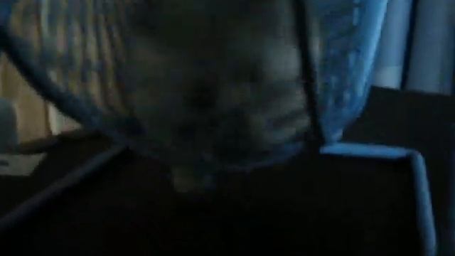 2010 - хомяк в колесе