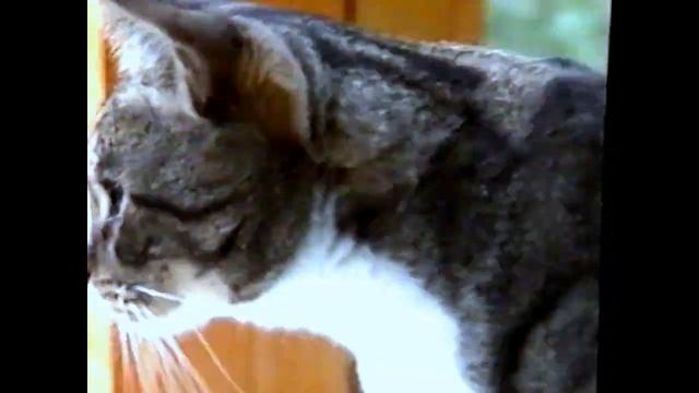 2010.06 - Кот на балконе