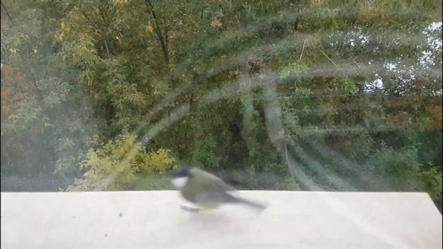 Синица на подоконнике