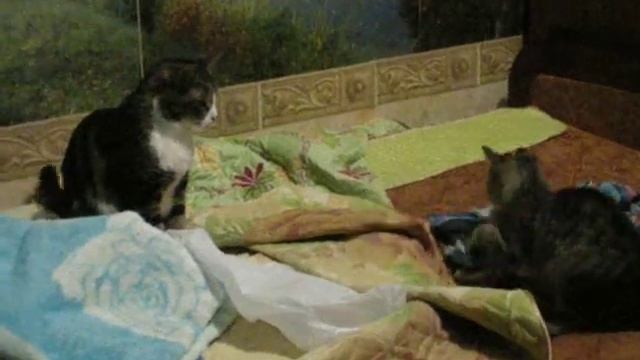 2010.12 - Коты бесятся