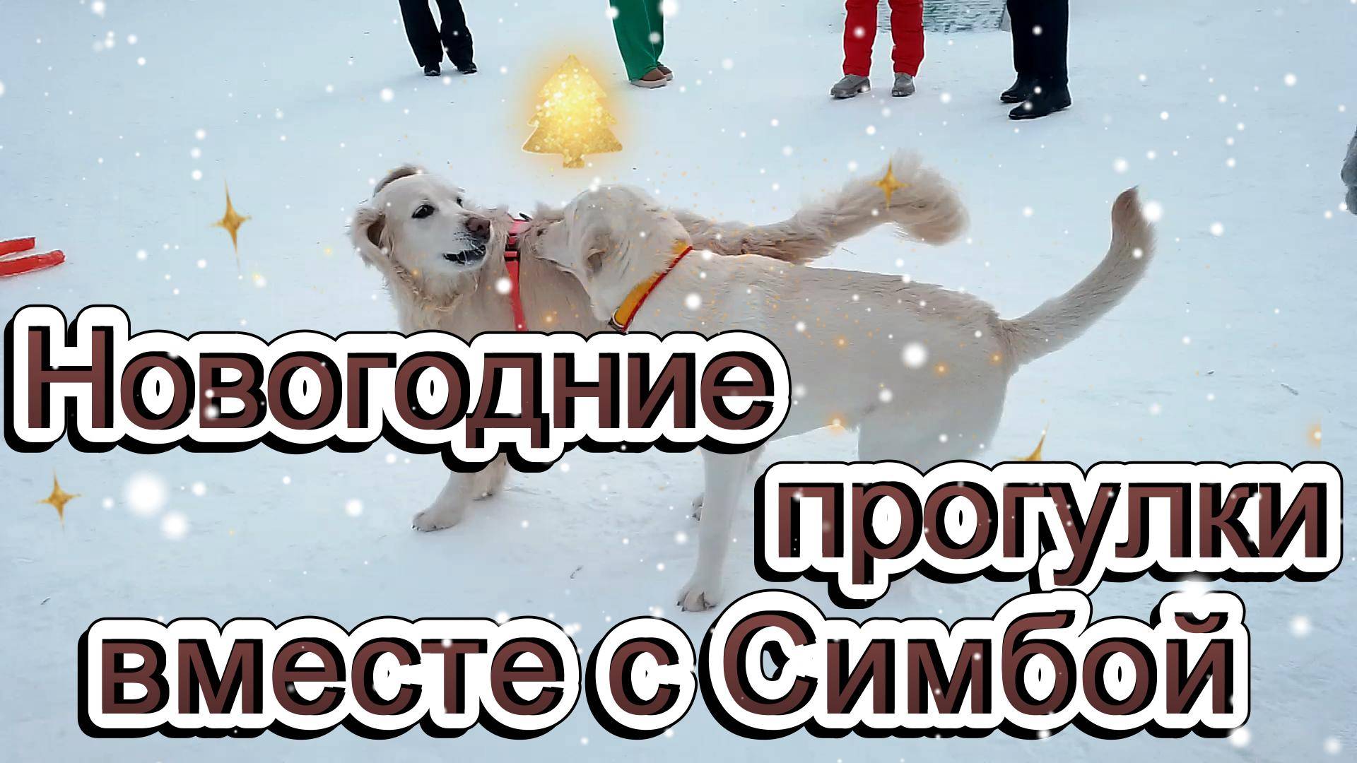Новогодние прогулки вместе с Симбой 2 часть