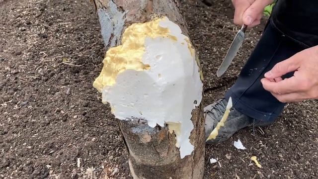 Заделываем дупло в яблоне.  Как поставить пломбу в дупле? Простой способ