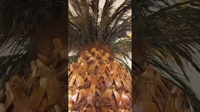 В Магазине Купцов Елисеевых