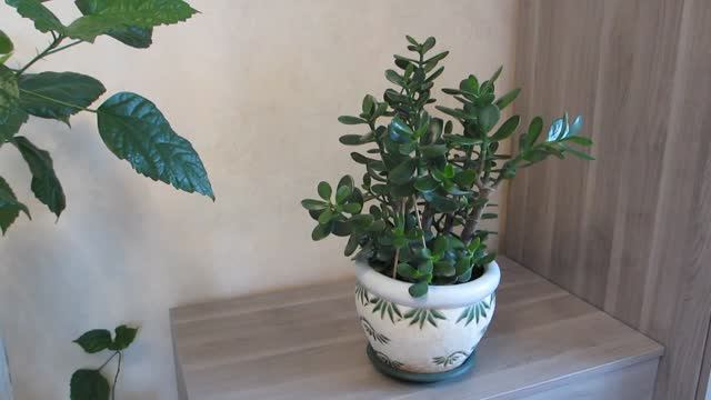 ТОЛСТЯНКА! СЕКРЕТЫ УСПЕХА !