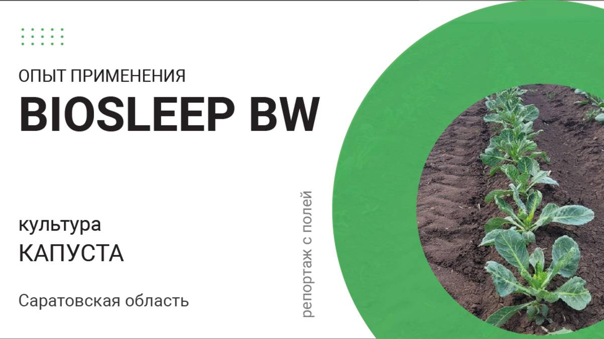 Репортаж с полей. Опыт применения Биослип БВ на капусте