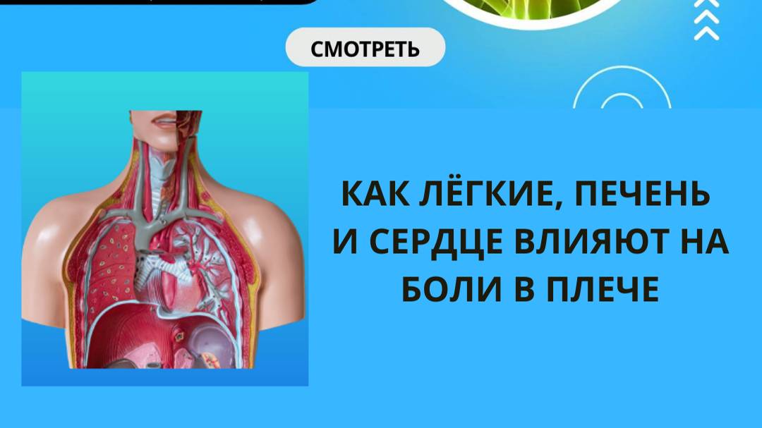 КАК ЛЁГКИЕ, ДИАФРАГМА, ПЕЧЕНЬ И СЕРДЦЕ ВЛИЯЮТ НА ВОЗНИКНОВЕНИЕ БОЛЕЙ В ПЛЕЧЕ.