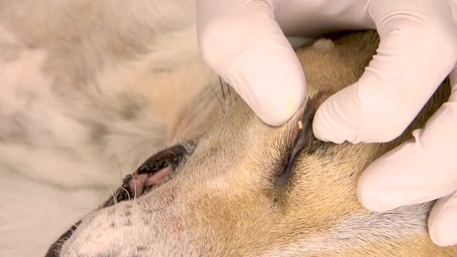 Freezpen: Эффективная точечная криотерапия