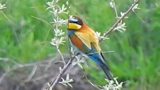 Золотистый щурок