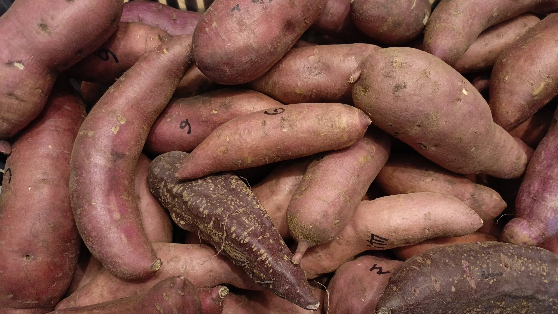 Батат 4 сезон выращивания 2024г.- Серия  3  Урожай, Итоги