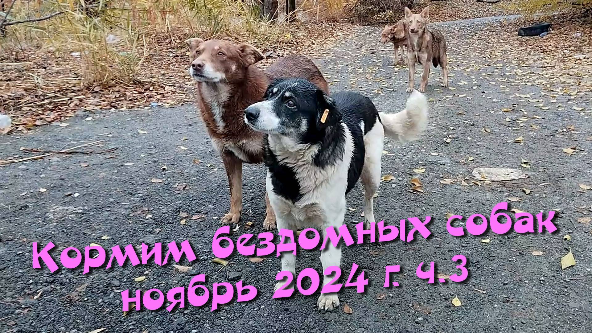 Кормим бездомных собак. Ноябрь 2024 г. ч.3