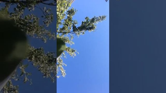 Муладхара - медитация на силу земли