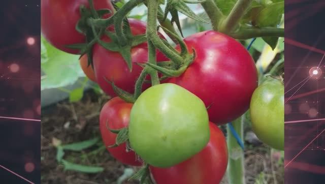 Каталог томатов 2024 г. Часть 7. Проверенные сорта.  г. Киров