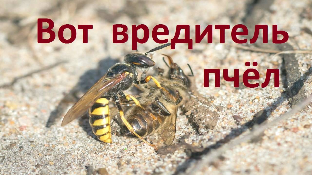 Эта ли причина гибели пчел