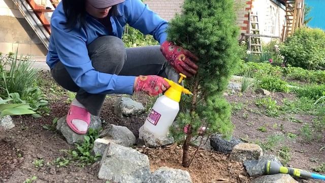 Чем и зачем я опрыскиваю хвойные? Обзор помпы для опрыскивания.  Как улучшить повреждения хвои