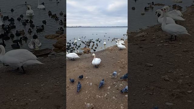 Красавцы лебеди на озере Сасык Сиваш. Эта часть озера среди туристов именуется как "лебединое озеро"