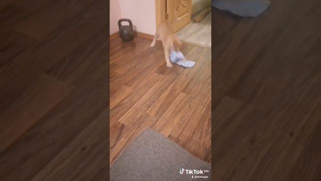 Кульбиты Мурзика