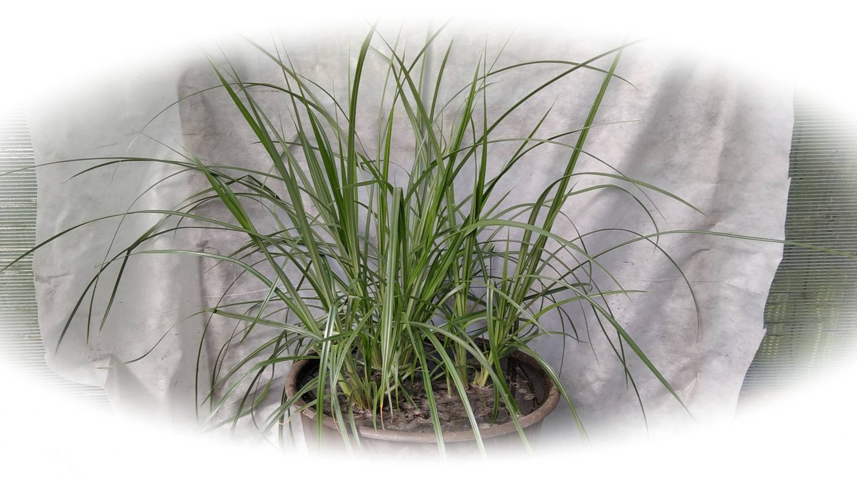 Чуфа в горшке, в теплице,  2023г