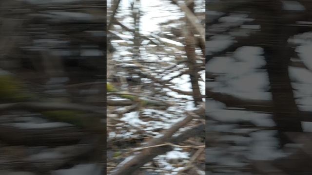 Грибы зимой!? Вешенка не отходя от дома! #грибы #грибызимой #деревня