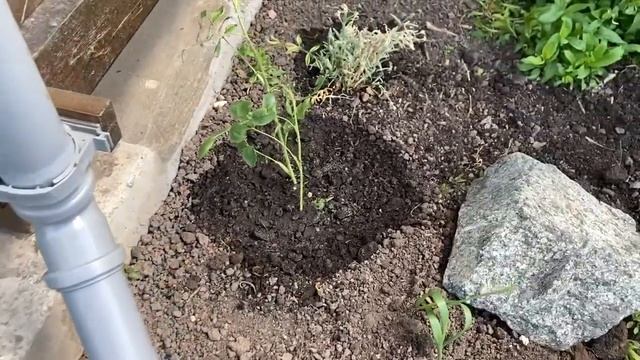 Посадила розы. Плетистая роза на даче. Как посадить розу в саду